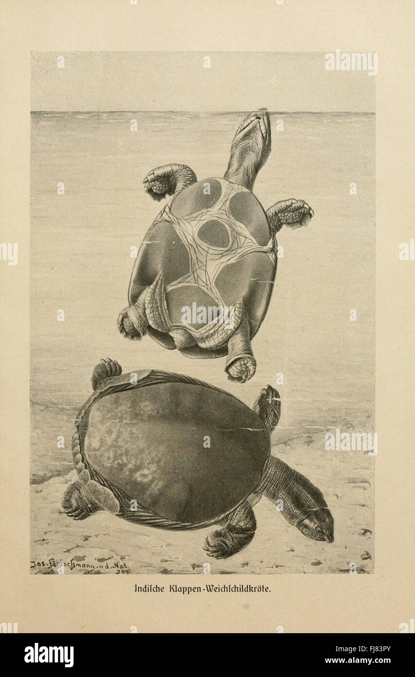 Study of chelonian species hi-res stock photography and images - Alamy