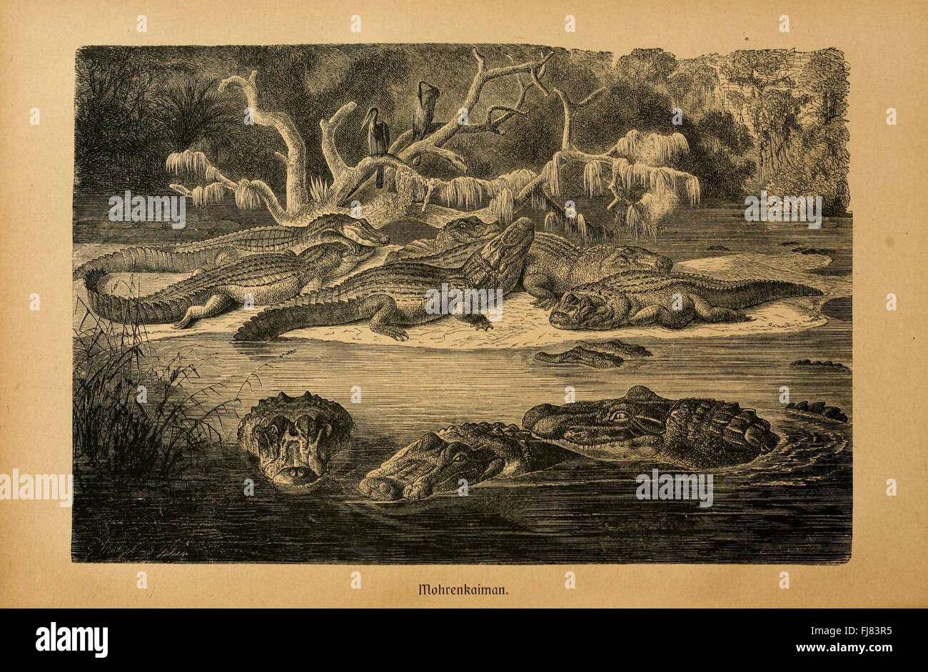 Brehms Tierleben, Plate illustrating the Mohrenkaiman, a species of ...