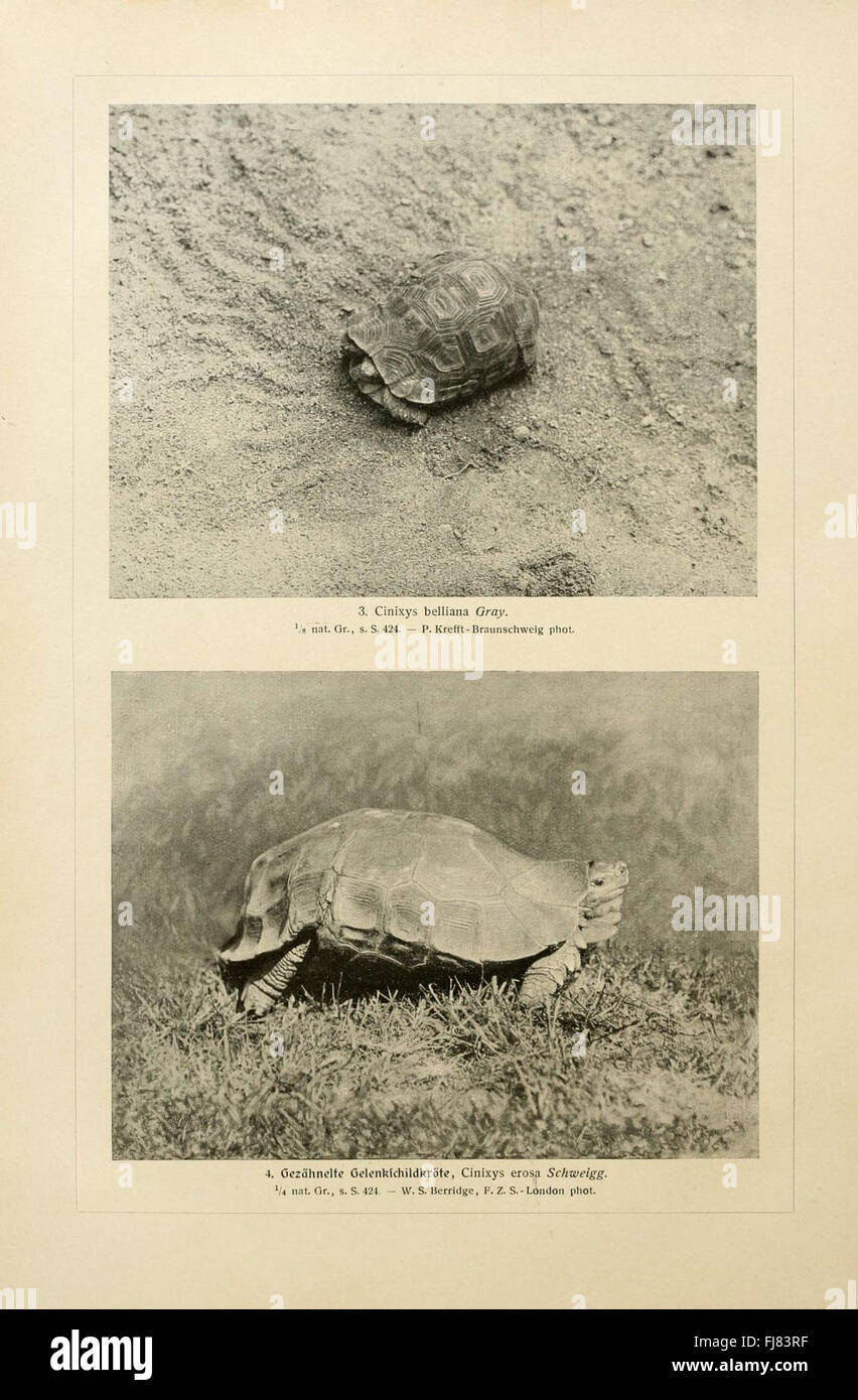 Turtles physiology hi-res stock photography and images - Alamy