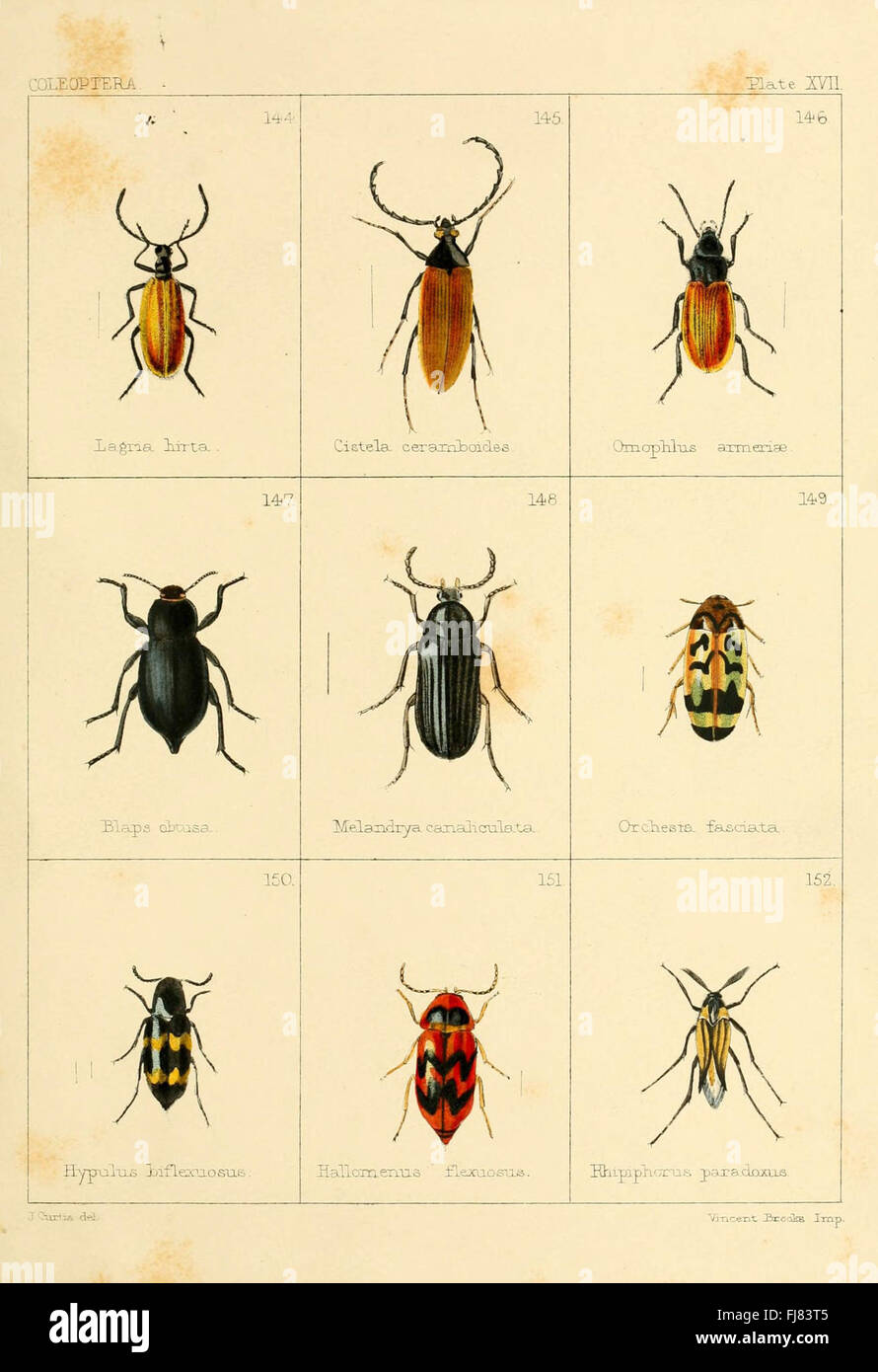 Detailed taxonomy of various beetle species hi-res stock photography ...