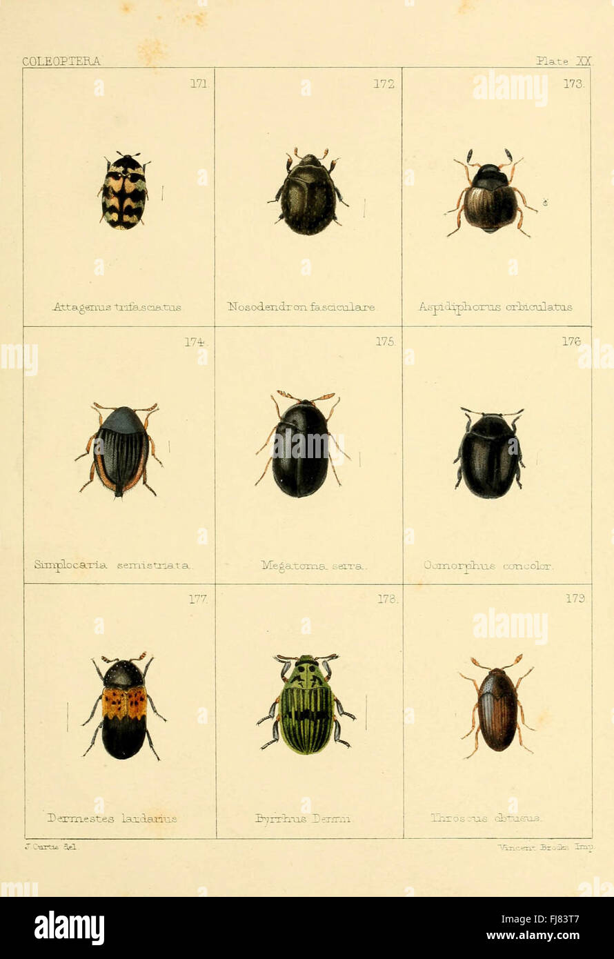 British beetles (Plate XX Stock Photo - Alamy