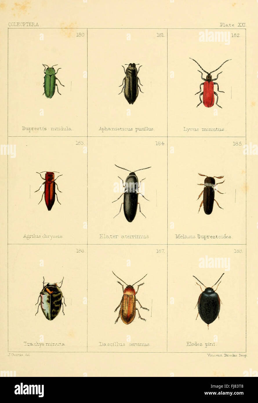 British beetles (Plate XXI), Beetles Entomology Great Britain Stock ...