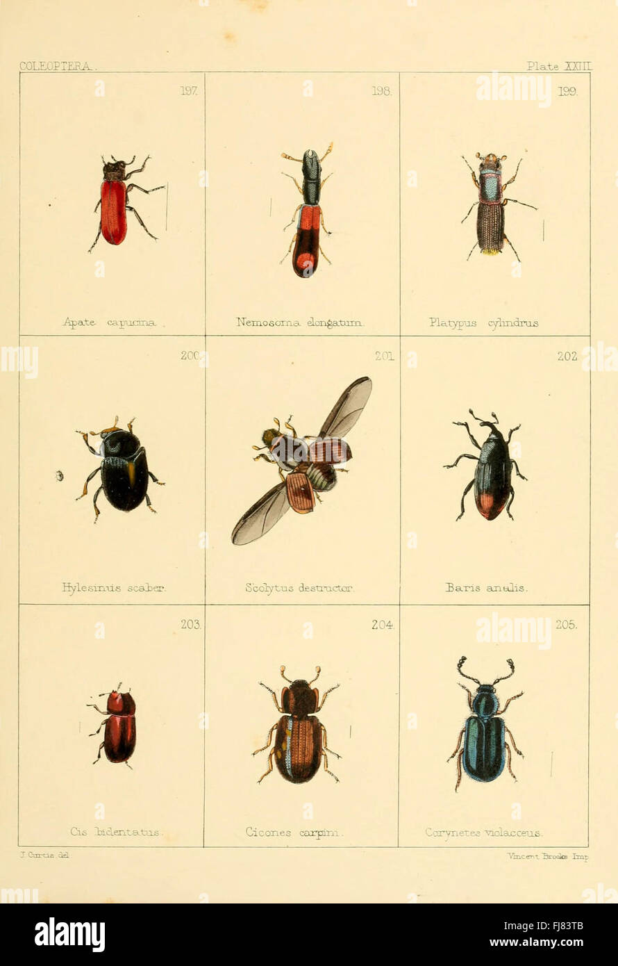 British Beetles – An Entomological Illustration of Beetles Found in ...