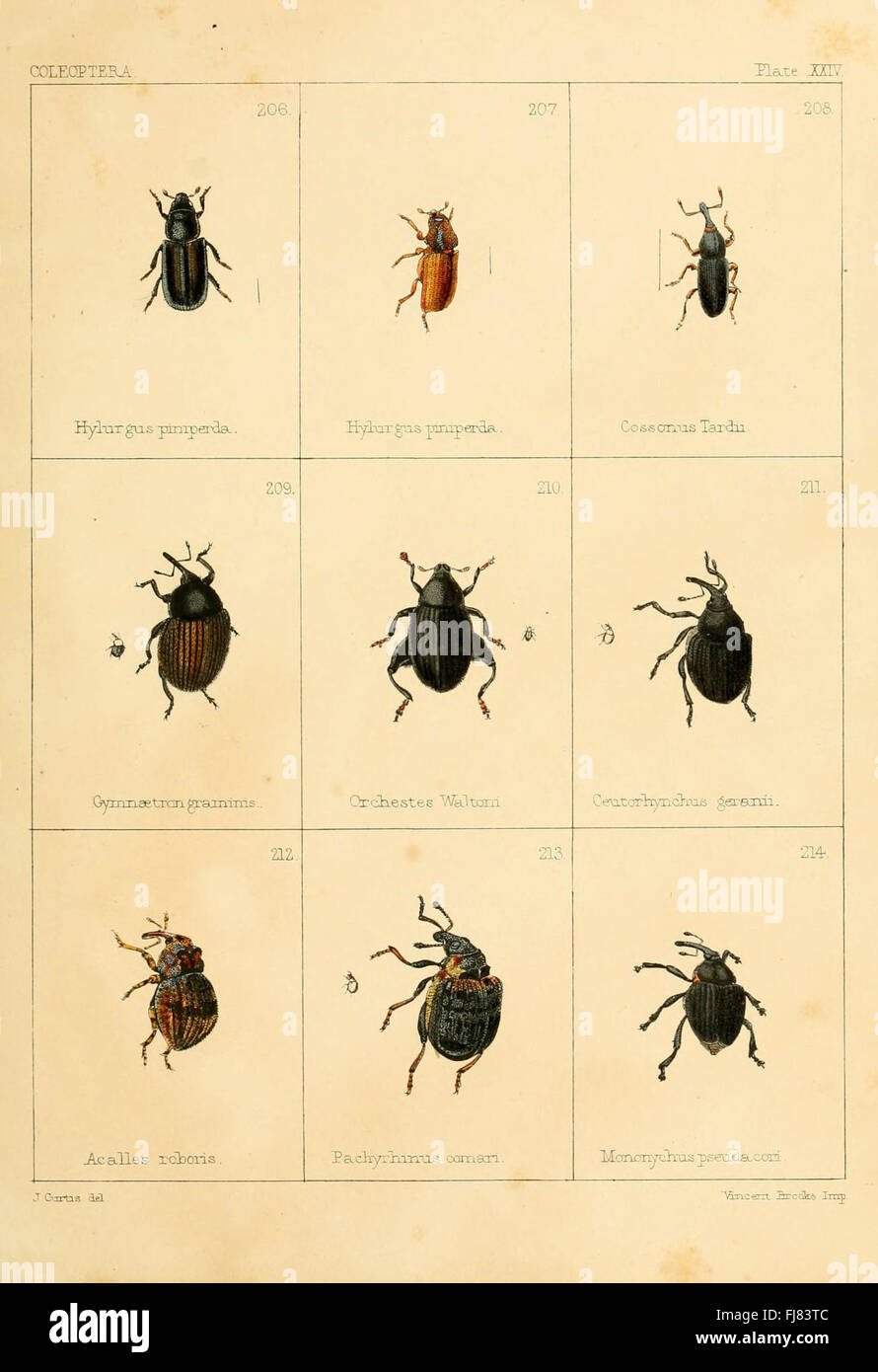 Detailed taxonomy of various beetle species hi-res stock photography ...