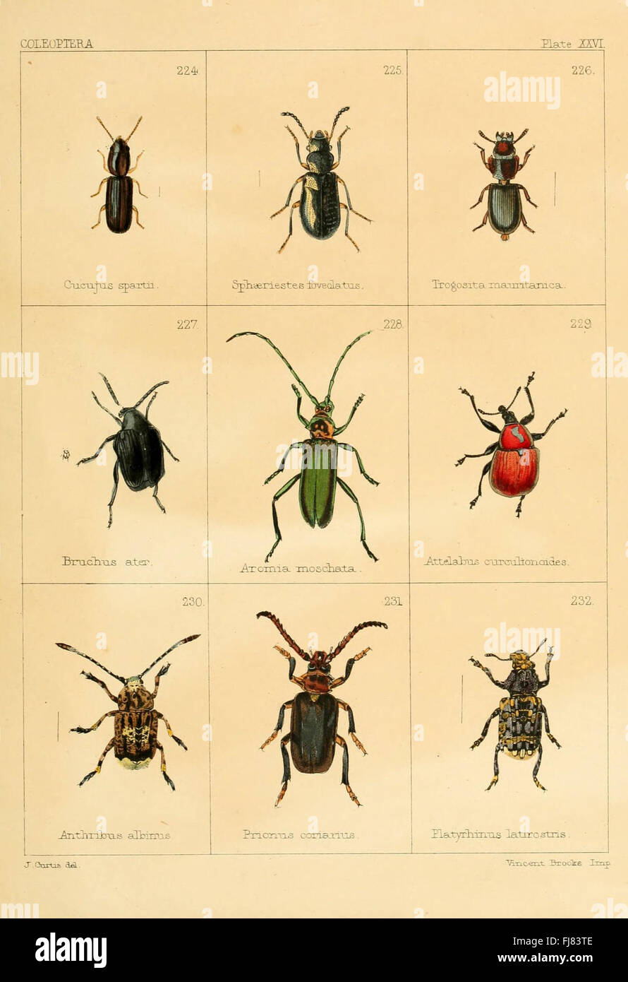British Beetles: A detailed illustration of beetles native to Great ...