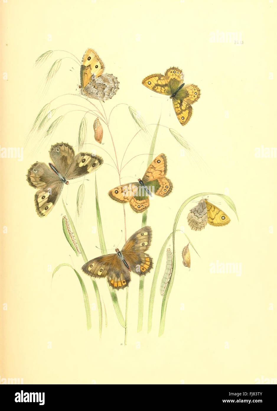 This illustration depicts the stages of transformation of British ...