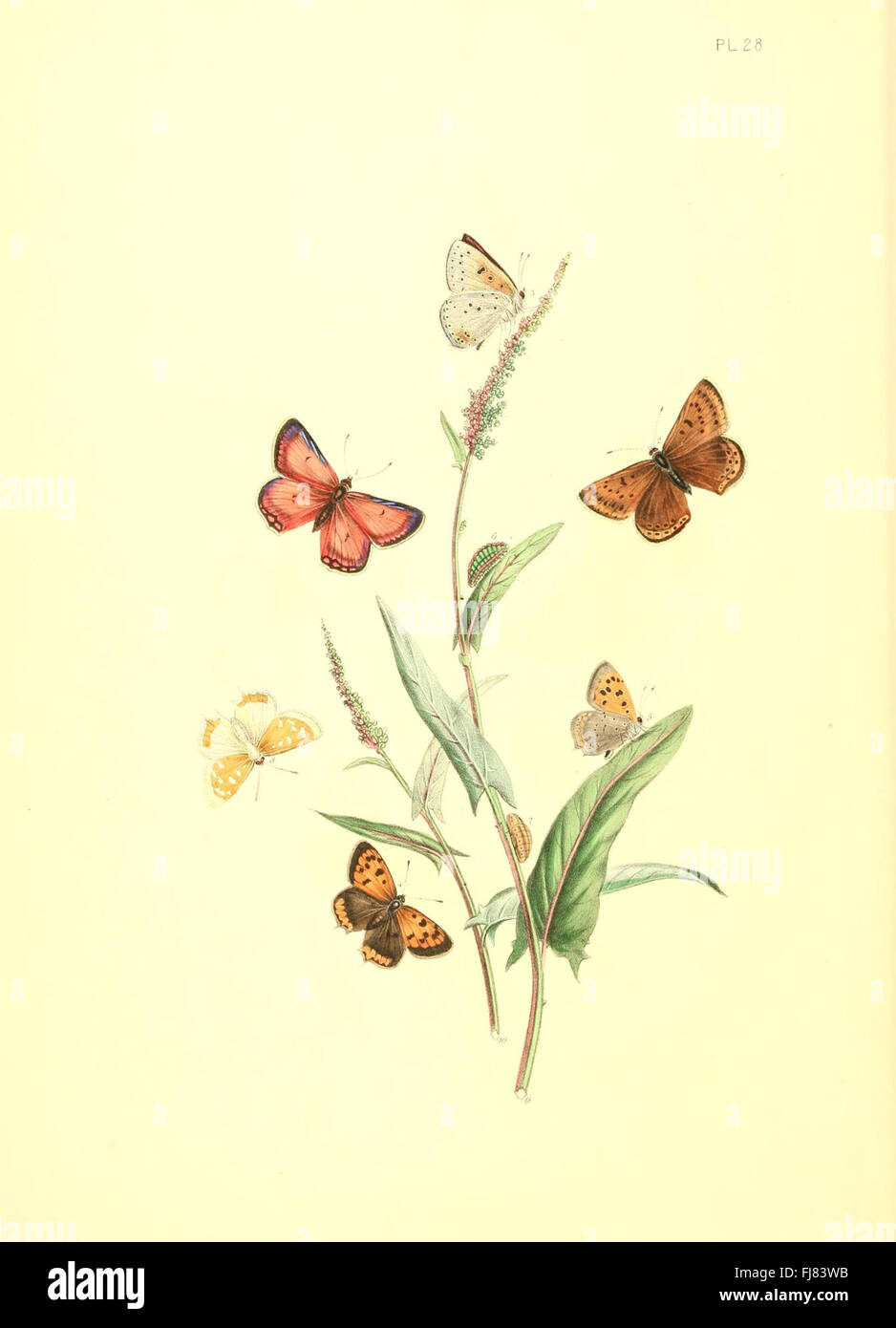 A detailed study of British butterflies, showcasing their life cycle ...
