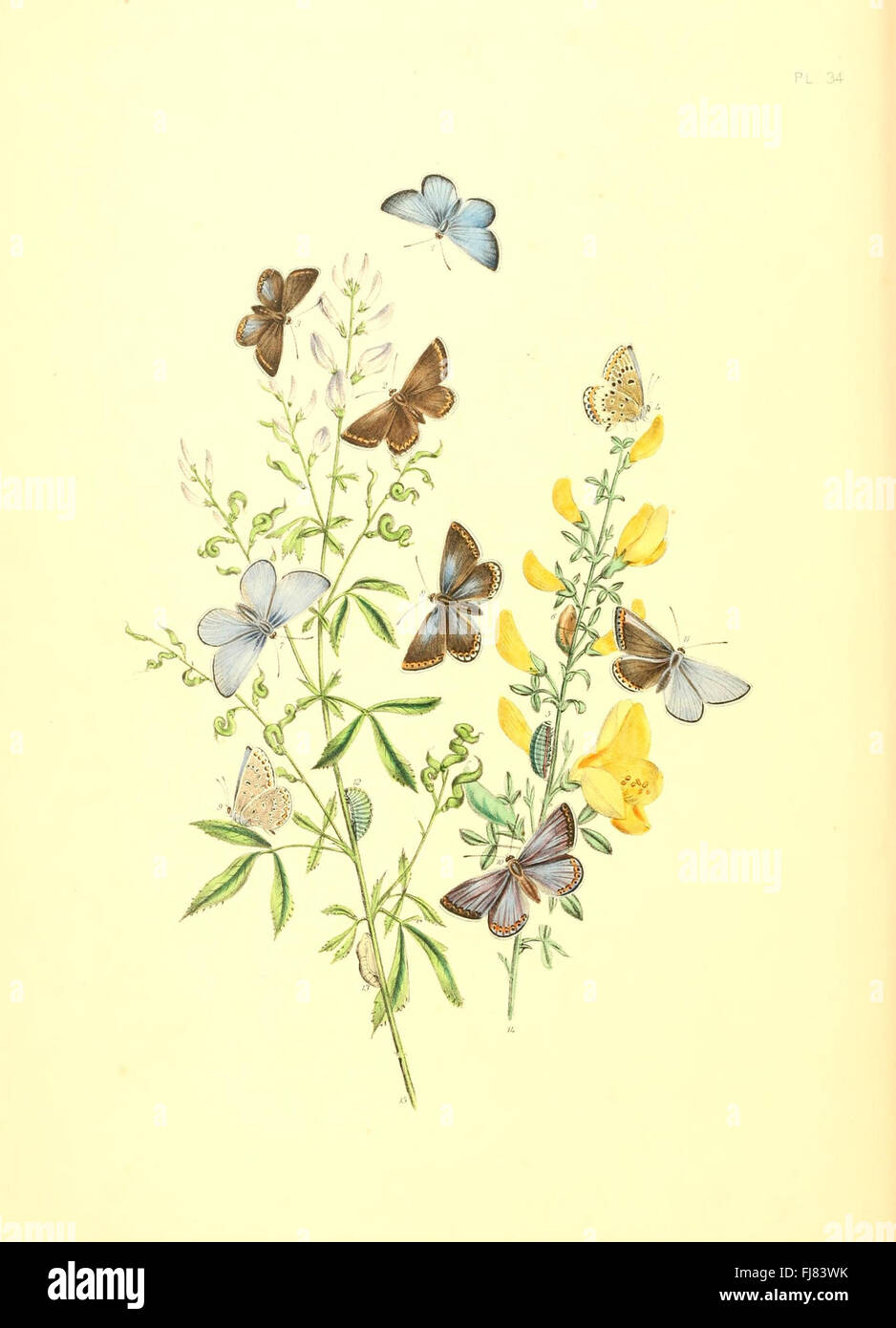 An illustrated guide to British butterflies and their life cycle ...
