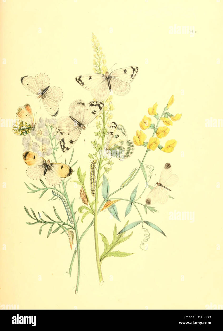 An illustration from 'British Butterflies and Their Transformations ...