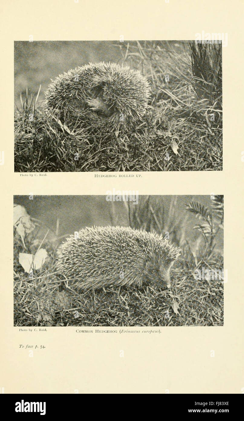 British fauna catalog hi-res stock photography and images - Alamy