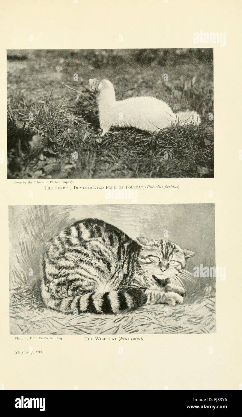 An illustrated guide to British mammals, featuring diverse species ...