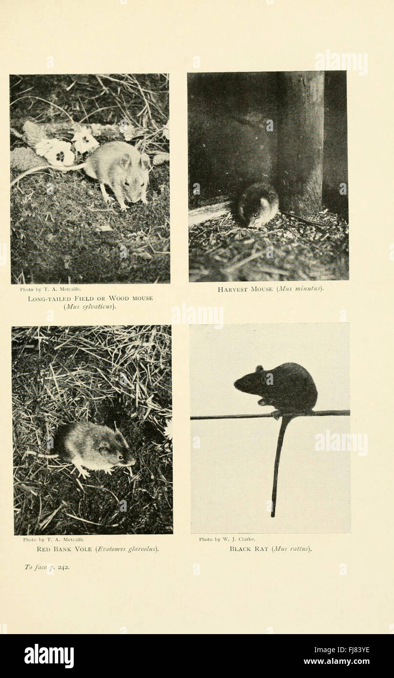 British fauna catalog hi-res stock photography and images - Alamy