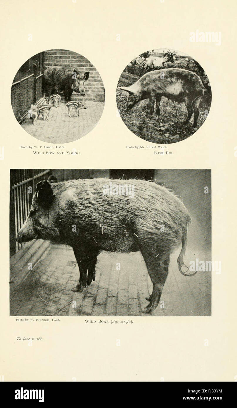 A catalog of British mammals, documenting various species of mammals ...