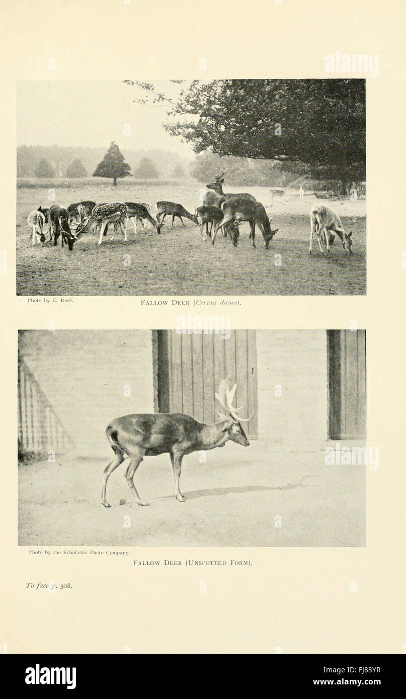 British Mammals - A comprehensive study on the mammals native to Great ...