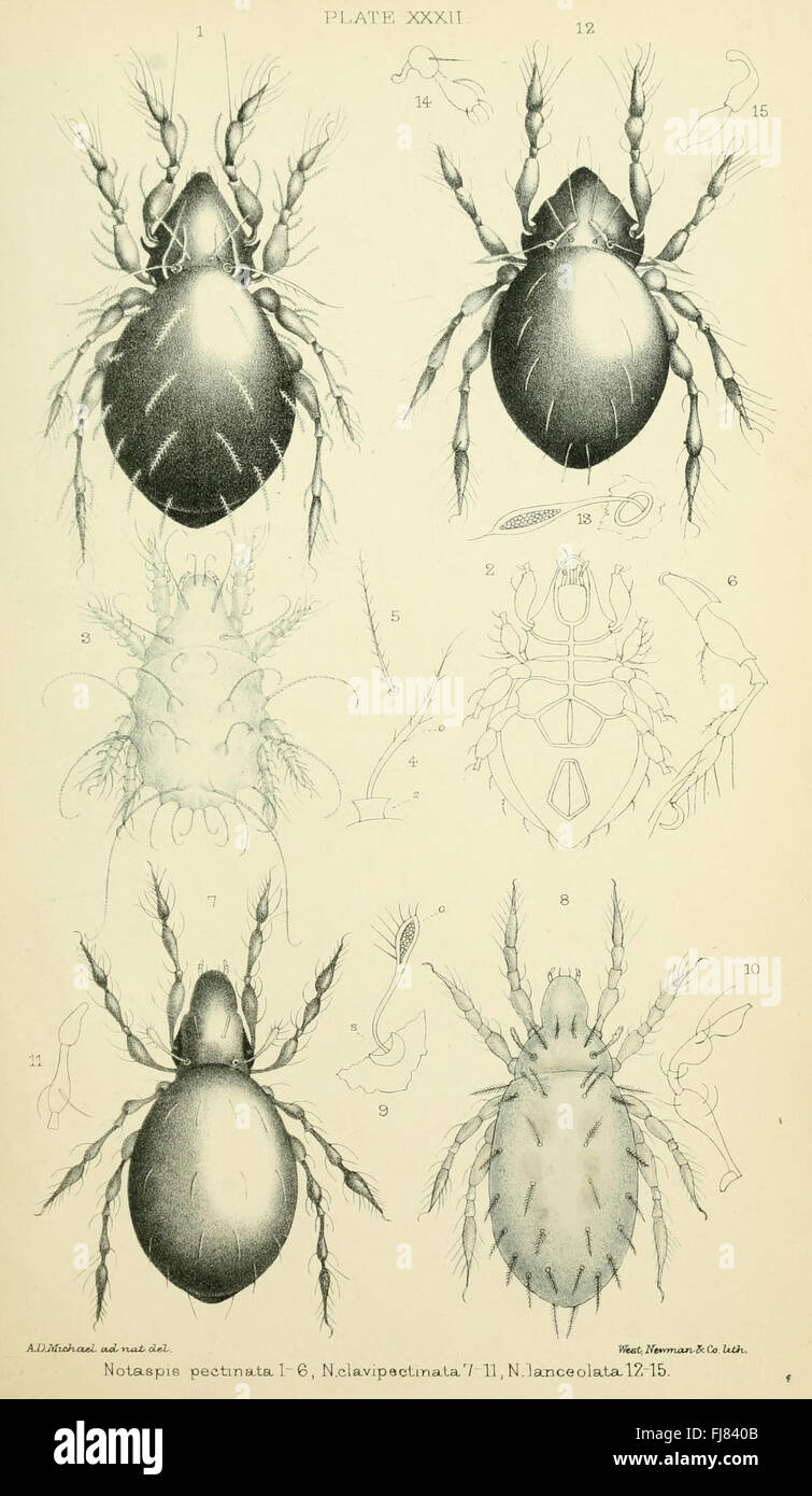British Oribatida, Arachnida, Great Britain, Harvard University, MCZ ...