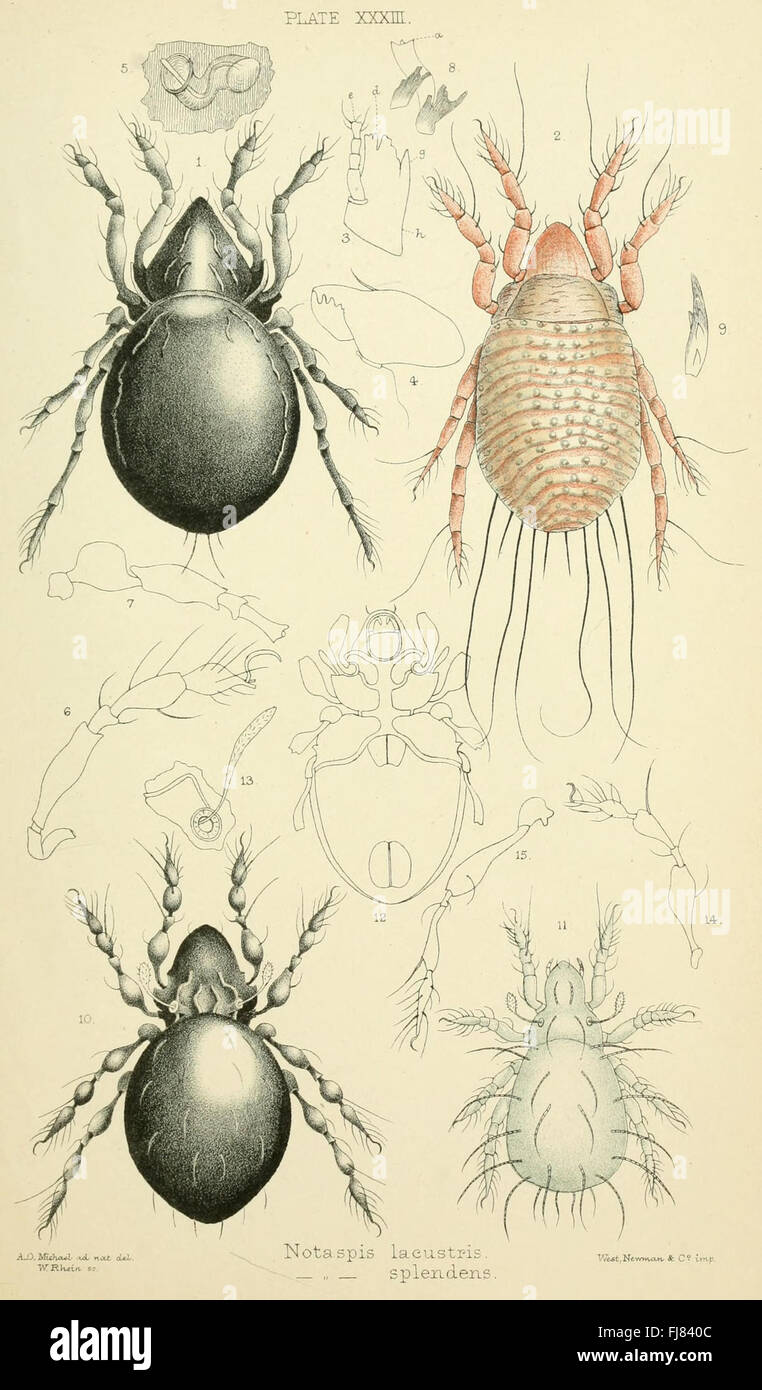 Oribatidae taxonomy hi-res stock photography and images - Alamy