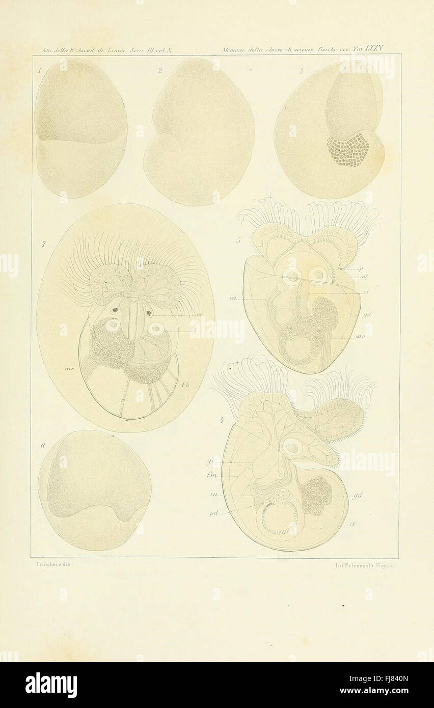 A detailed study of the mollusk families from the Port of Genoa ...