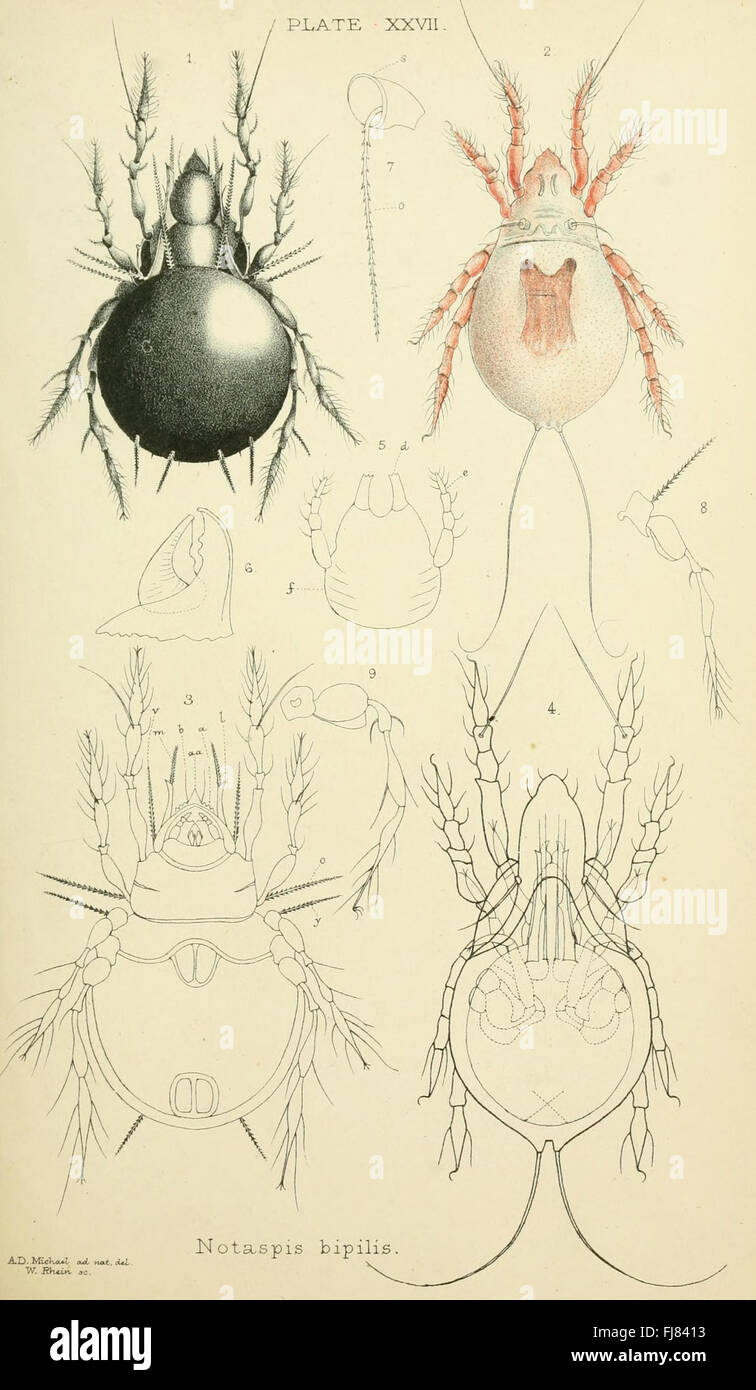 British Oribatidae, Arachnida, Great Britain, Harvard University, MCZ ...