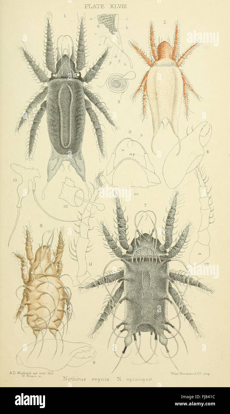 Oribatidae taxonomy hi-res stock photography and images - Alamy
