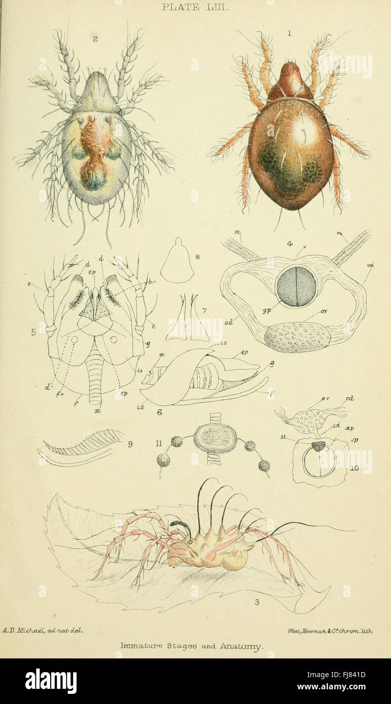Oribatidae classification hi-res stock photography and images - Alamy