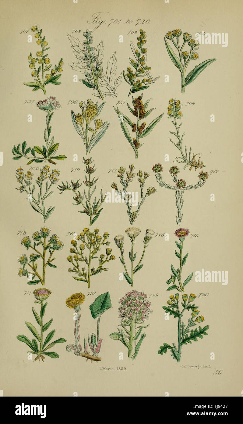 Wildflower classification hi-res stock photography and images - Alamy