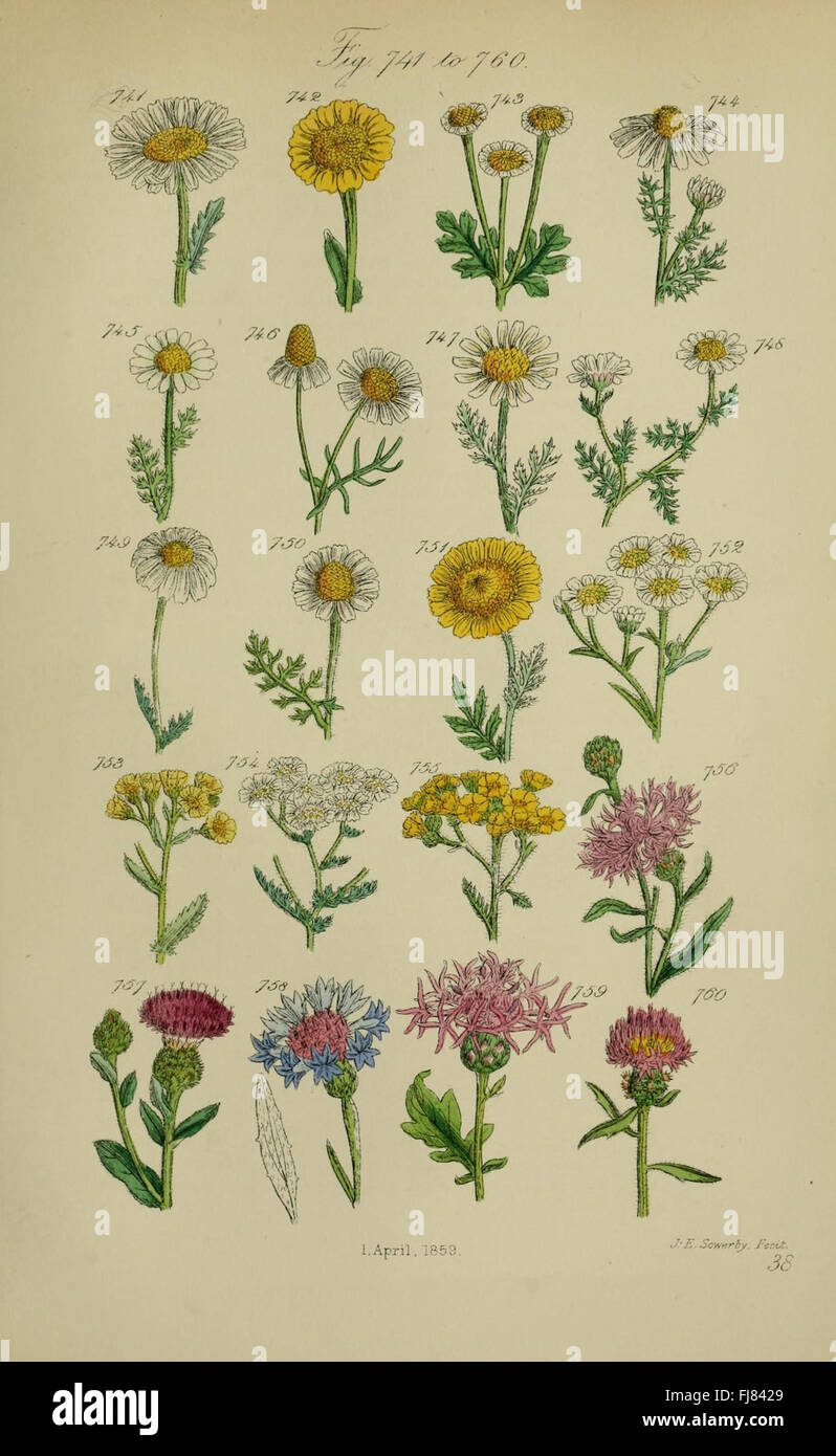 Wildflowers of Great Britain showcases native British wildflowers with ...