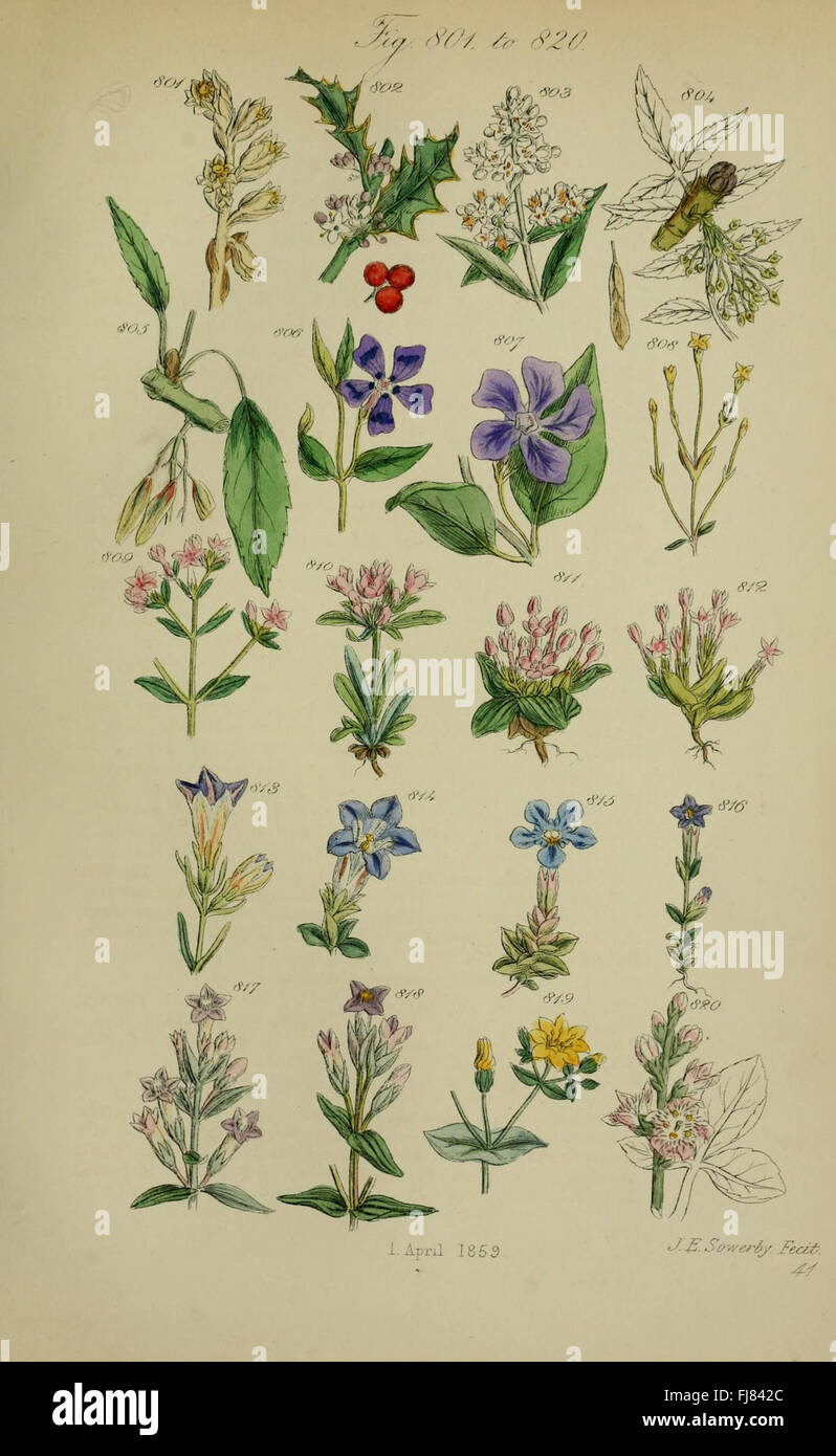 An illustrated collection of wildflowers native to Great Britain ...