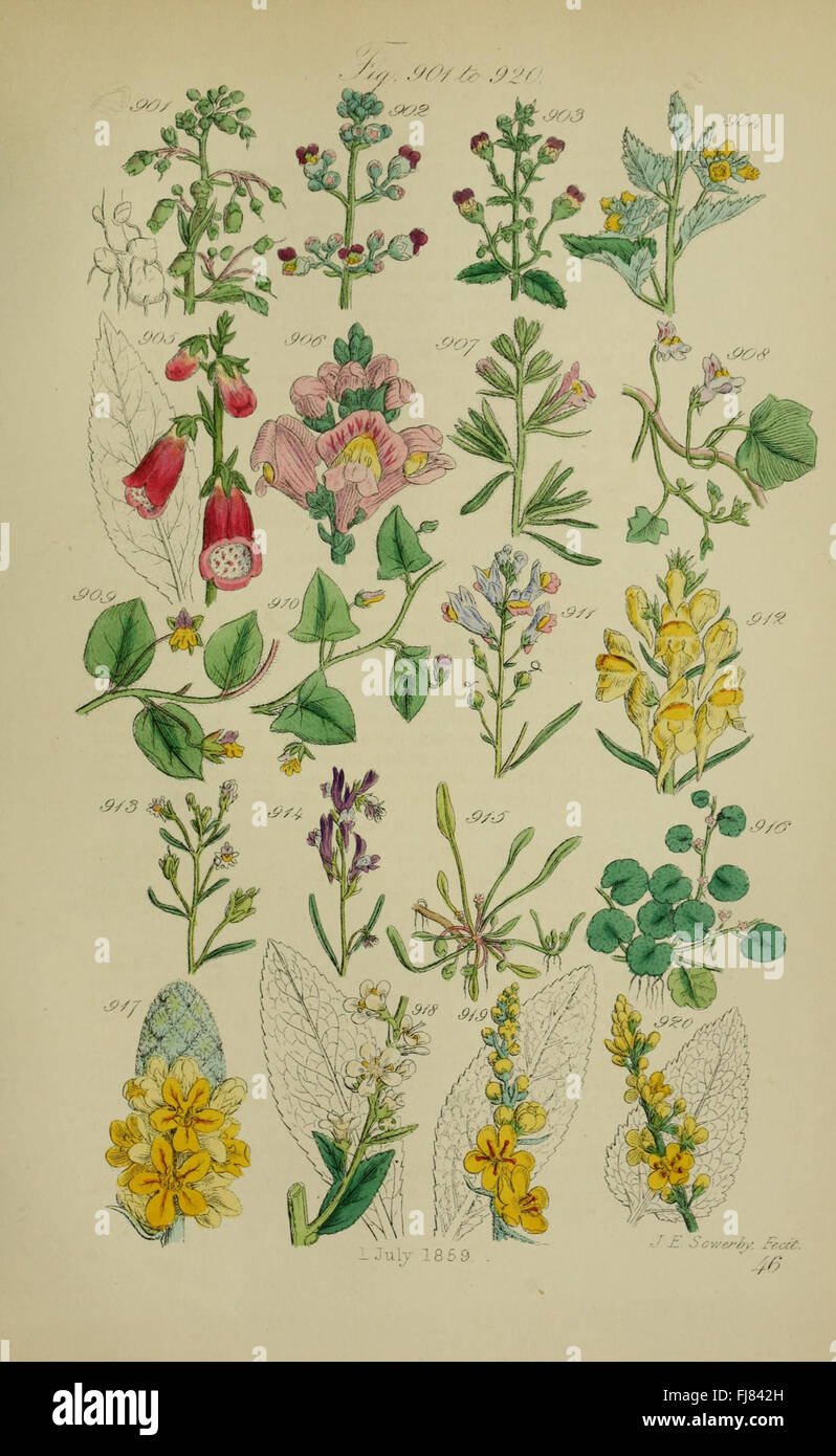 Plant taxonomy history hi-res stock photography and images - Alamy