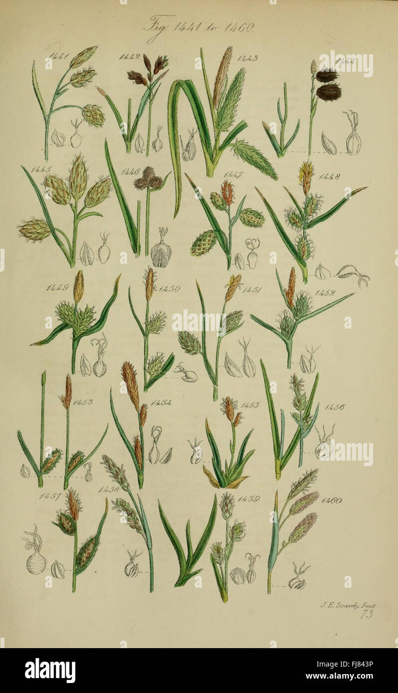 British Wildflowers, housed in the Mertz Library, presents botanical ...