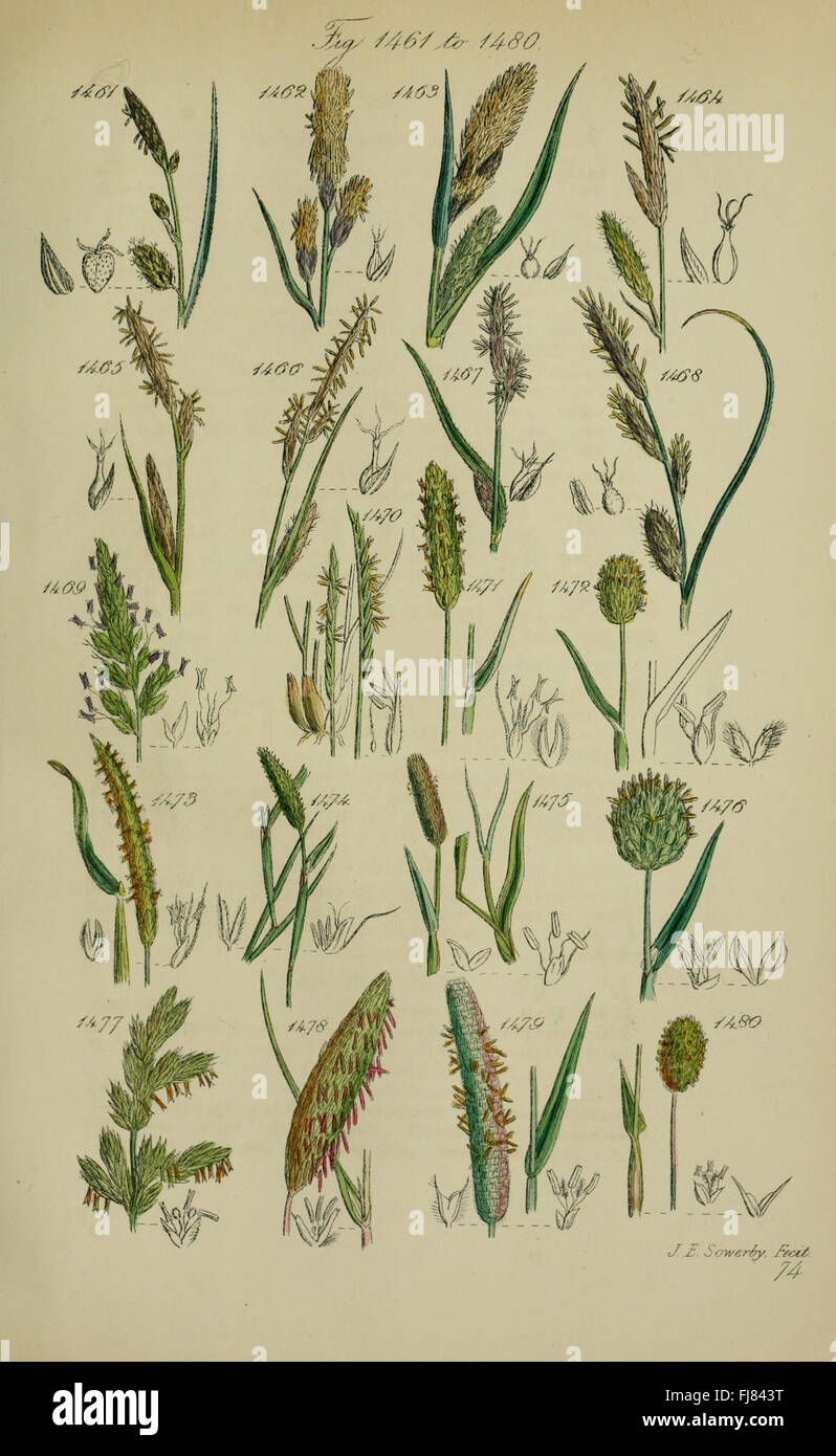 Great Britain, wildflowers, British flora, plant species, botanical ...