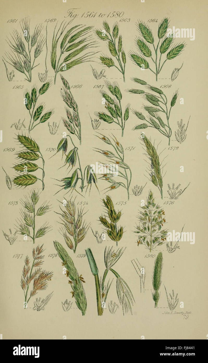 Botanical illustration of British wild flowers, showcasing native ...