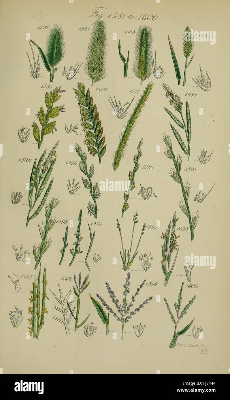An illustration from *British Wild Flowers*, depicting native species ...