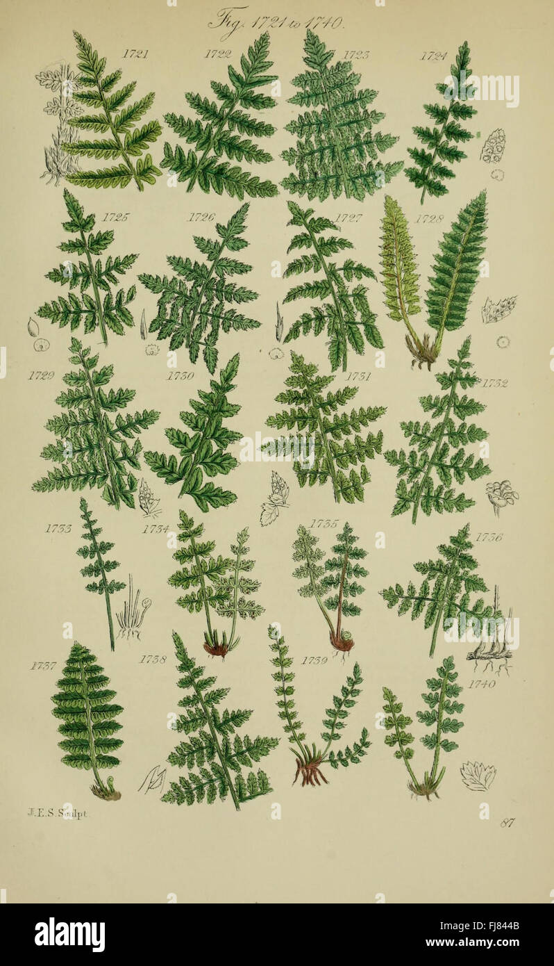 An illustrated depiction of wildflowers native to Great Britain ...