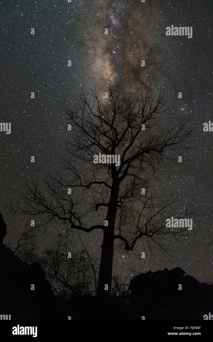 Desert kurrajong tree hi-res stock photography and images - Alamy