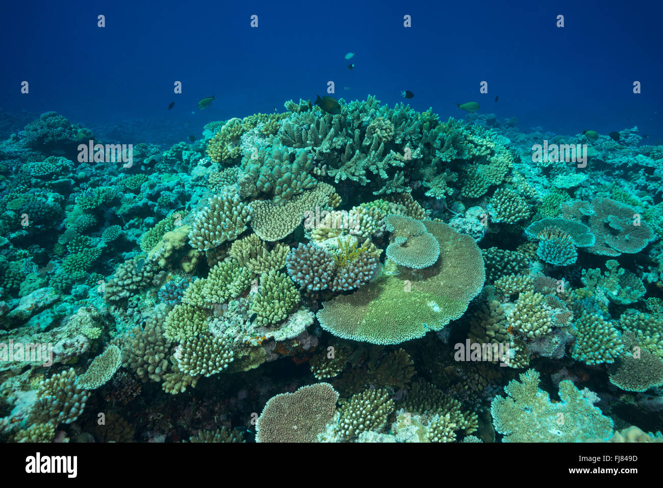 Corals pink hi-res stock photography and images - Alamy