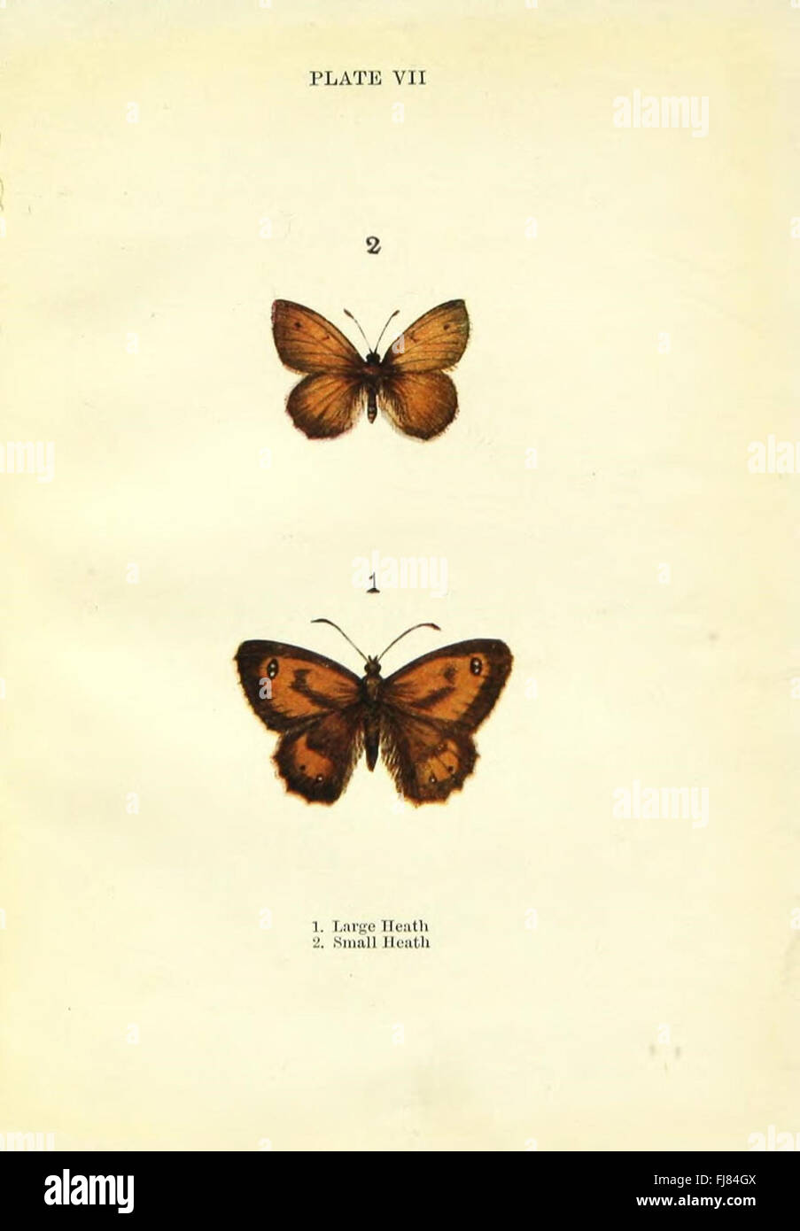 A detailed illustration of butterflies and moths, showcasing species ...