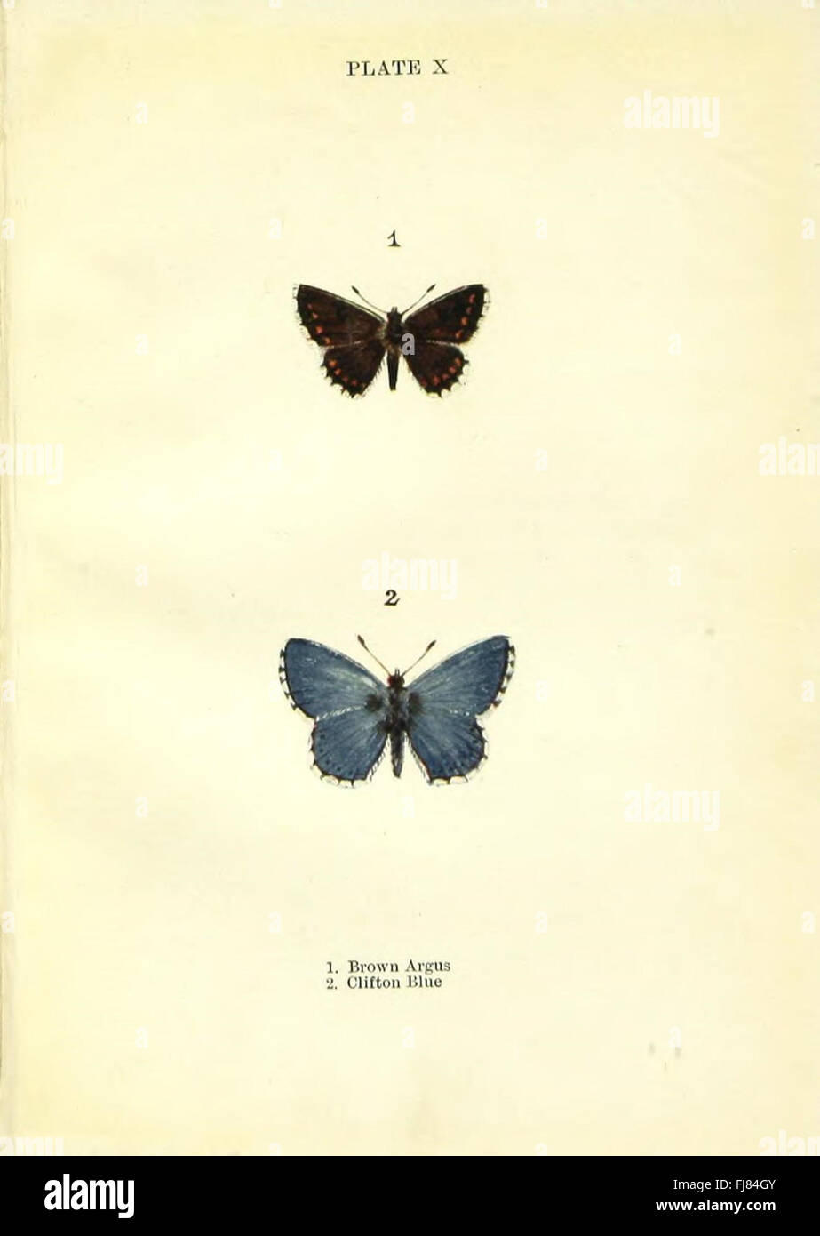 An illustrated study of various butterfly and moth species, documenting ...