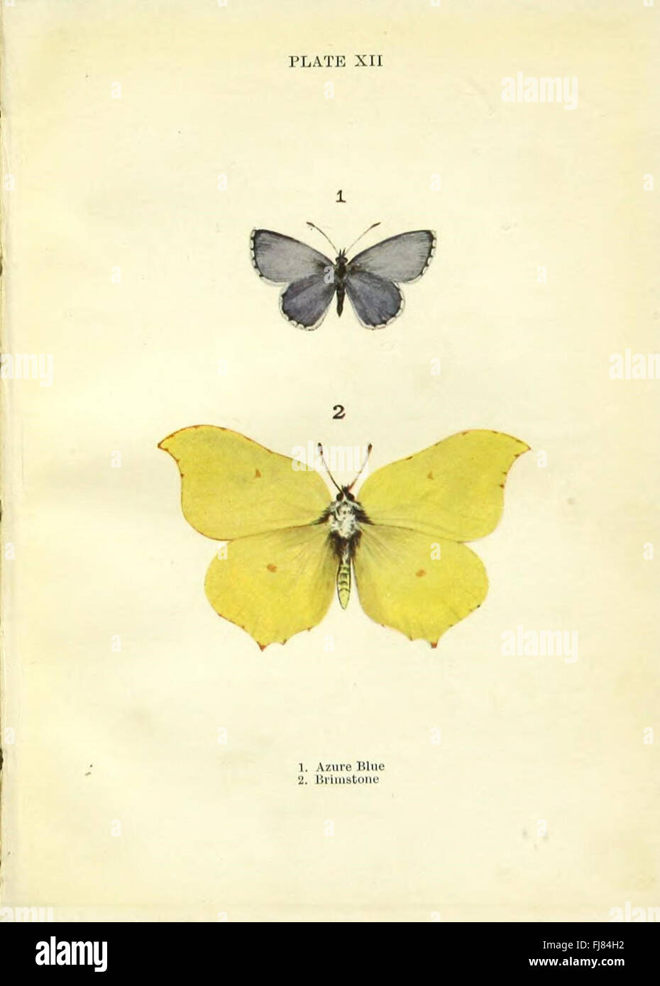 An illustrated guide to various species of butterflies and moths ...