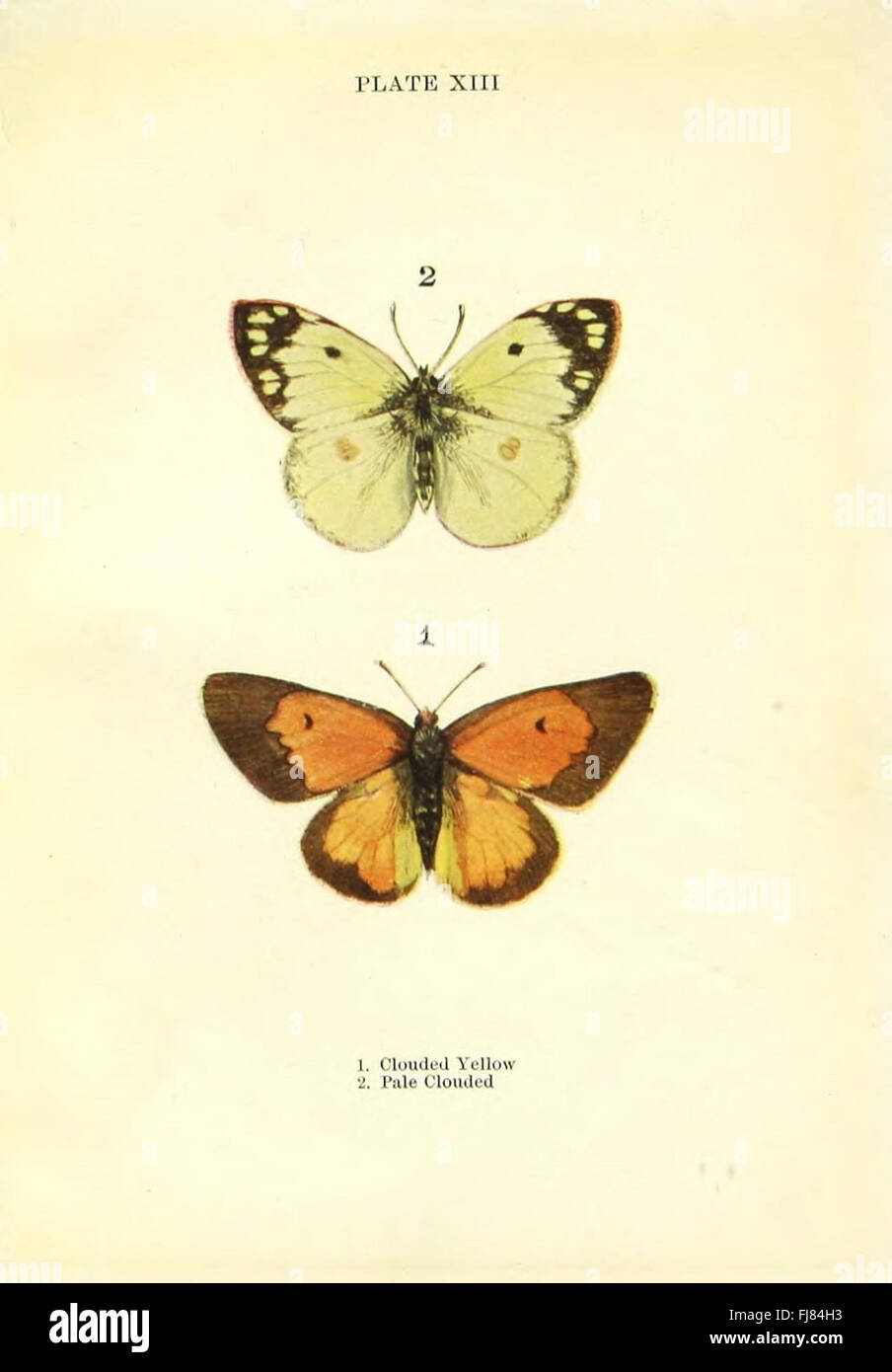 An illustrated work featuring various species of butterflies and moths ...