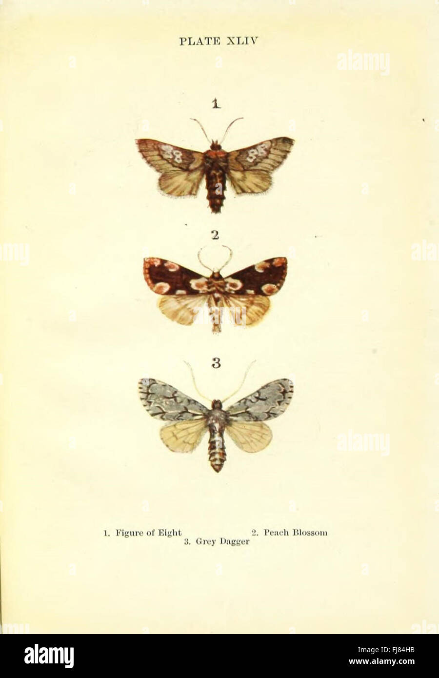 Plate xliv hi-res stock photography and images - Alamy