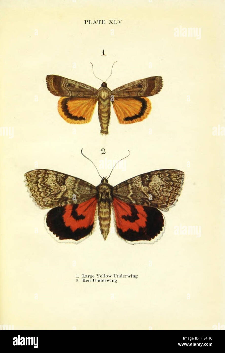 An illustration from a work on butterflies and moths, featuring ...