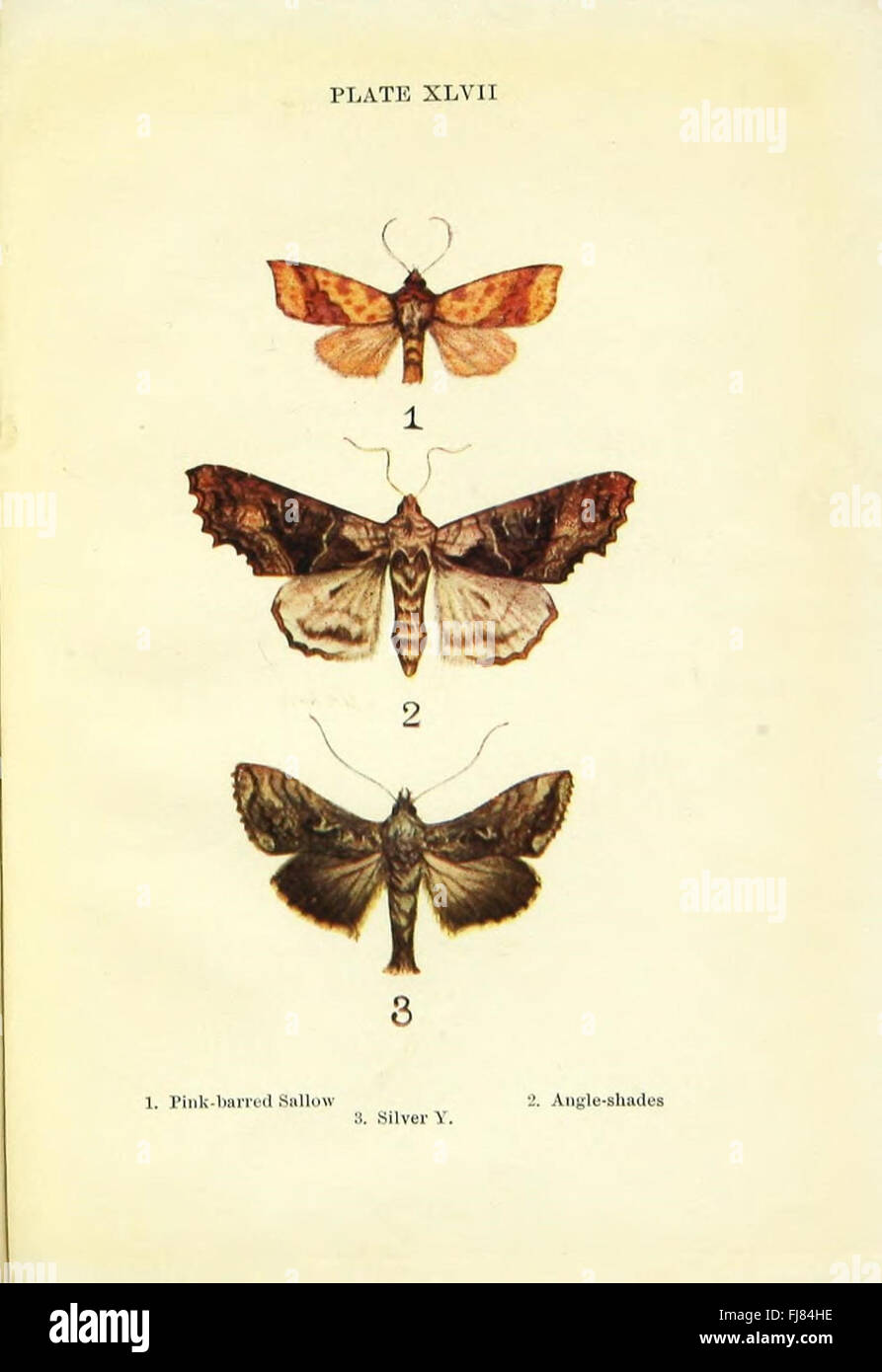 A detailed illustration of butterflies and moths, highlighting their ...
