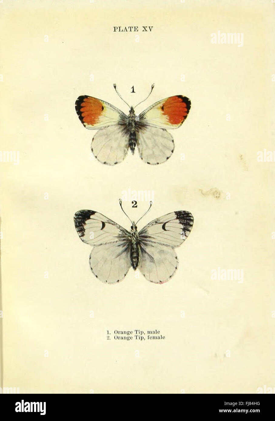 An illustrated guide to butterflies and moths, featuring species ...