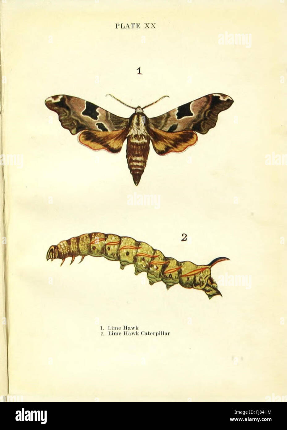 Butterflies, moths, entomology, insect species, Cornell University ...