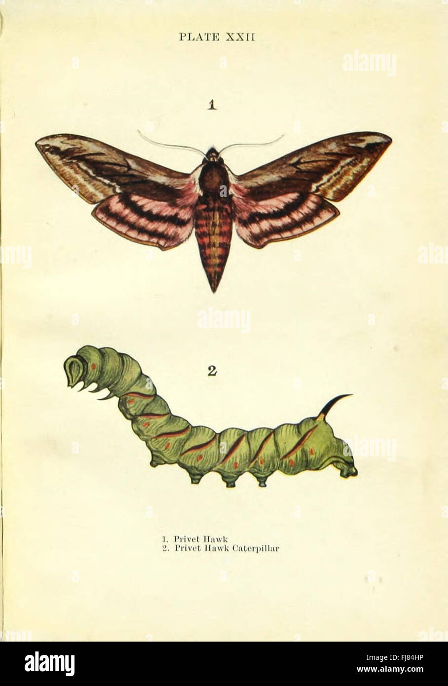 An illustration from a study on butterflies and moths, depicting ...