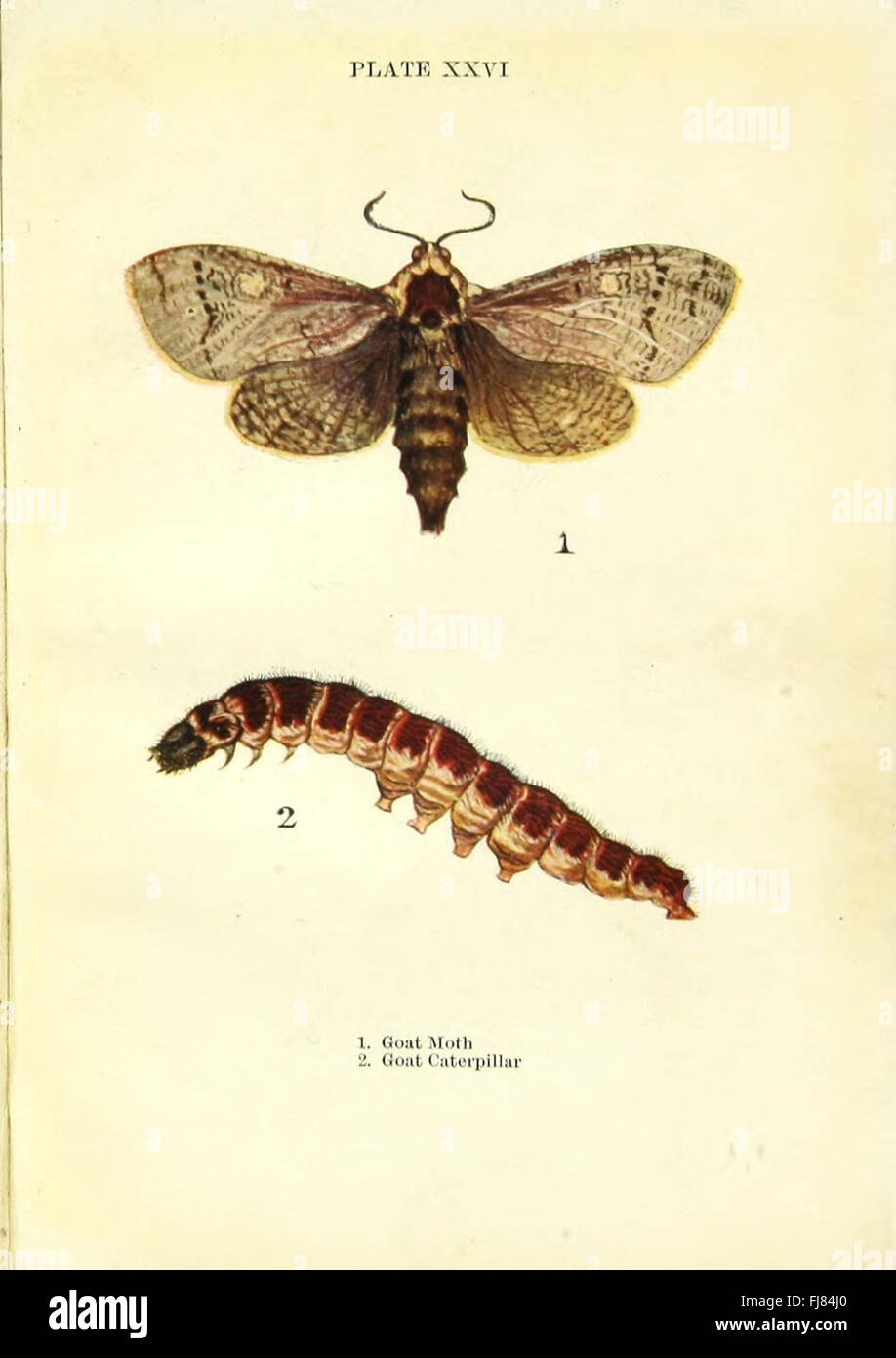 Moths anatomy hi-res stock photography and images - Alamy