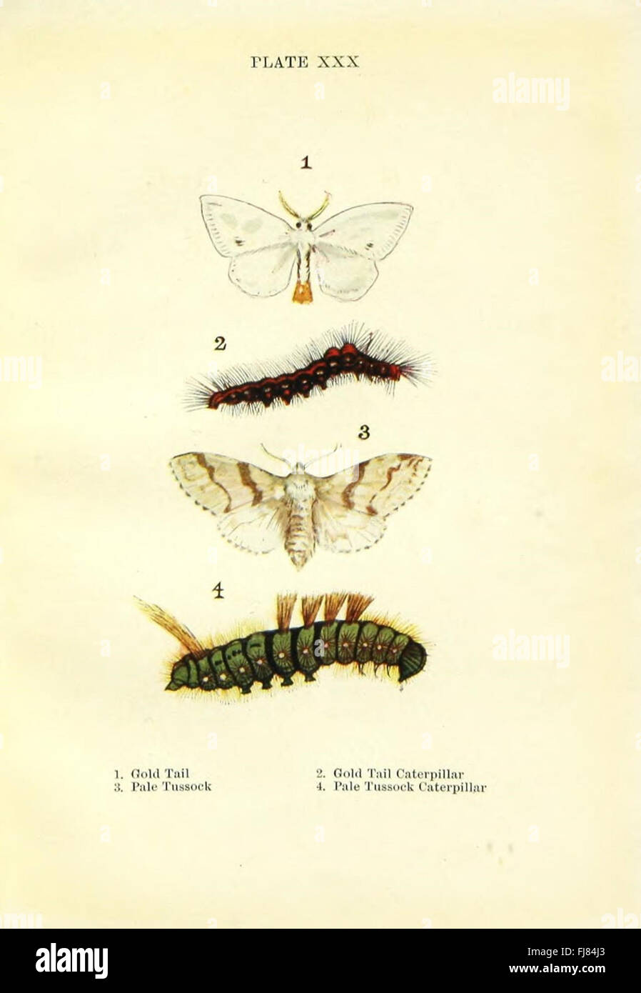 A study of butterflies and moths, focusing on their identification ...
