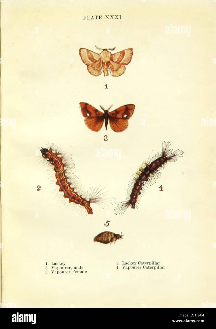 An illustrated study of butterflies and moths, documenting various ...