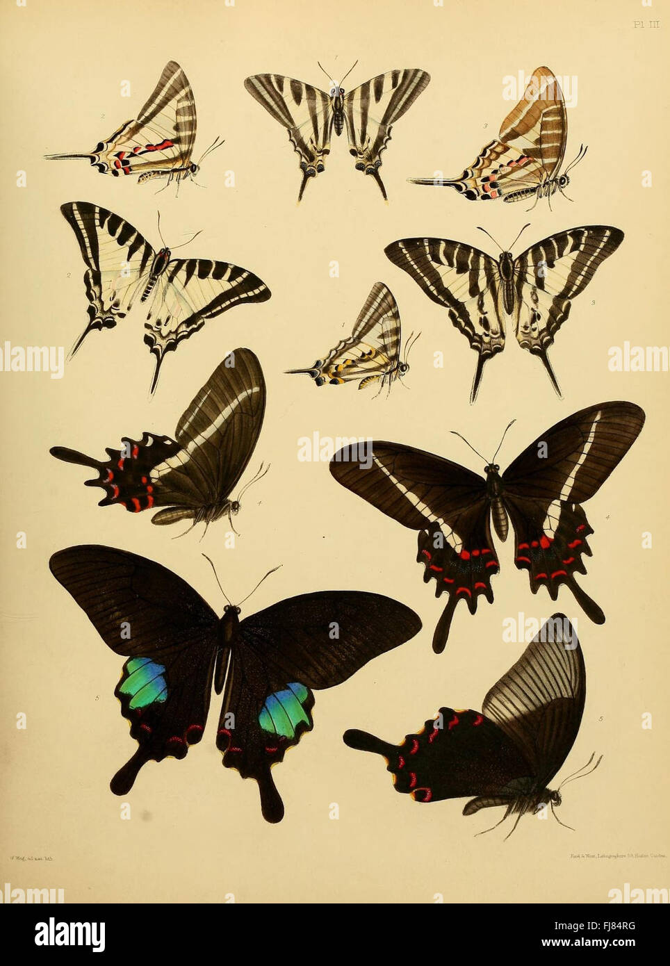 Catalogue of lepidopterous insects in the collection of the British ...