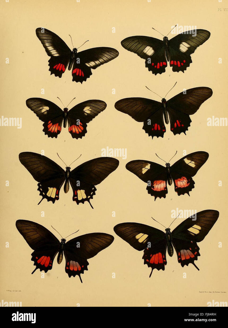 Catalog of butterfly and moth specimens housed in the British Museum ...